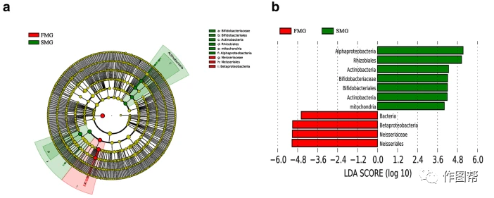 在线作图|在线做完整的Lefse分析 - 百奥维凡生物